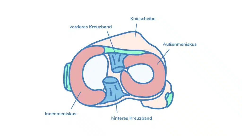 Meniskus Funktion: Bedeutung und Aufgaben im Kniegelenk - Orthopy
