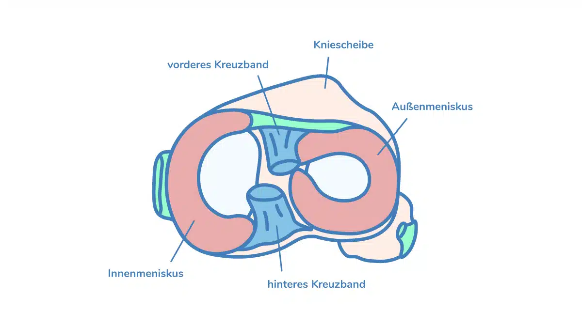 Meniskus: Anatomie und Funktion - Orthopy